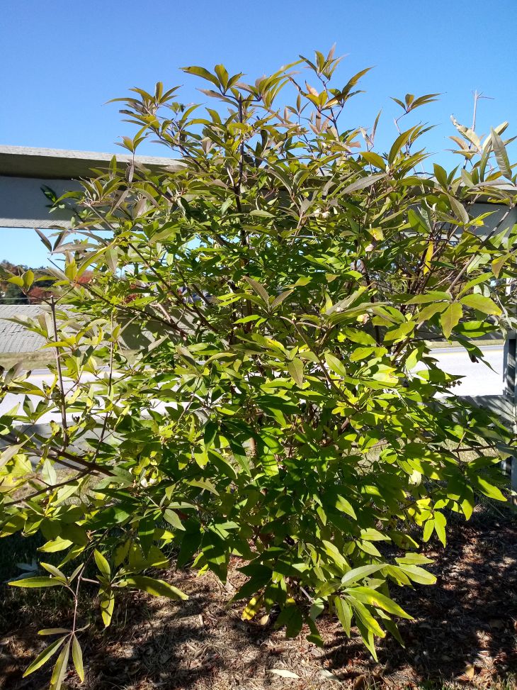 Future Plants by Randy Stewart: Vitex - the Chaste Tree family