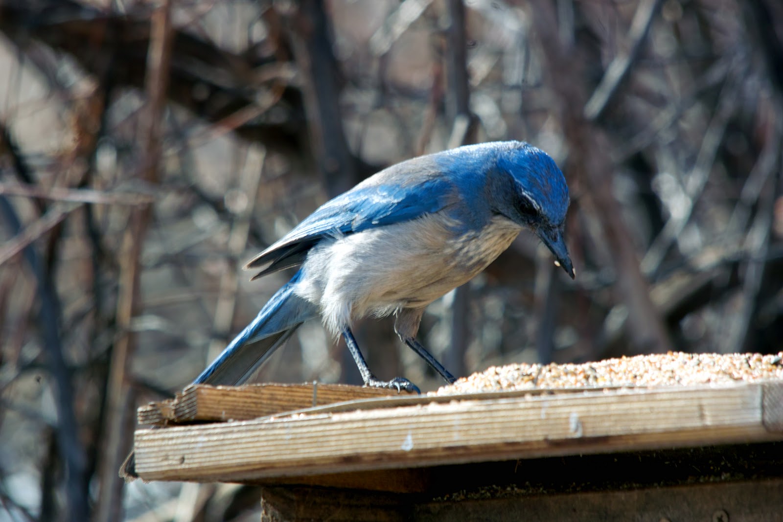 Photography Unlimited: Wild Birds at Red Rocks park