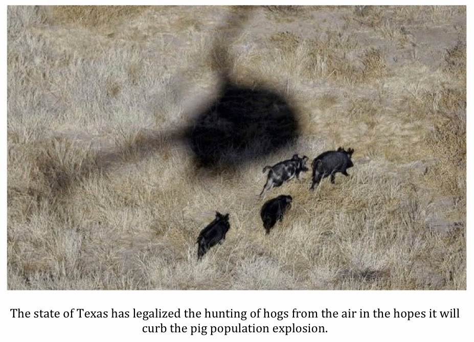 Texas Cryptid Hunter: Feral Hog Population in Texas Exploding