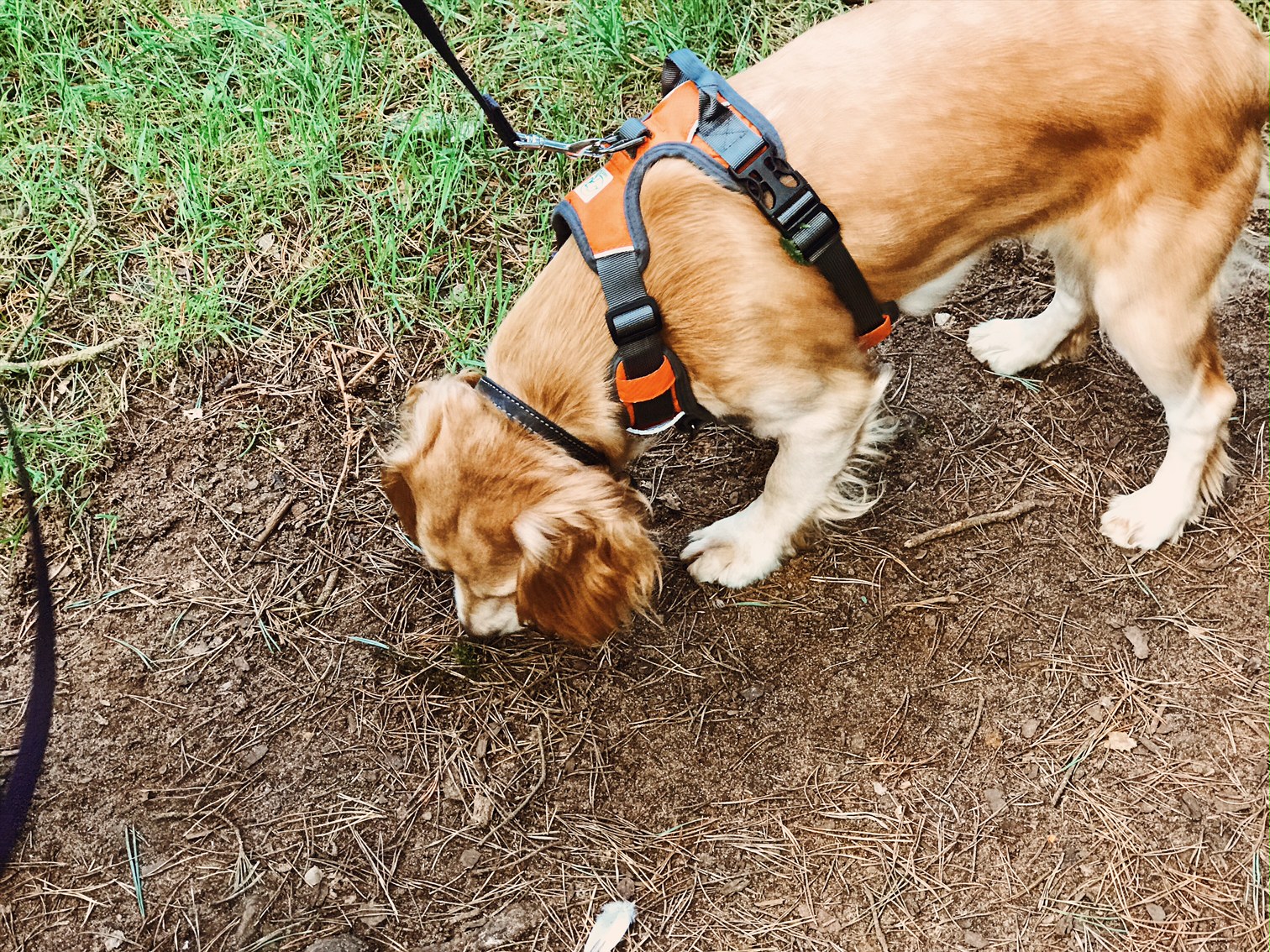 Miss Darcey Puffle Dog