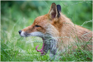 Lee Mott Photography