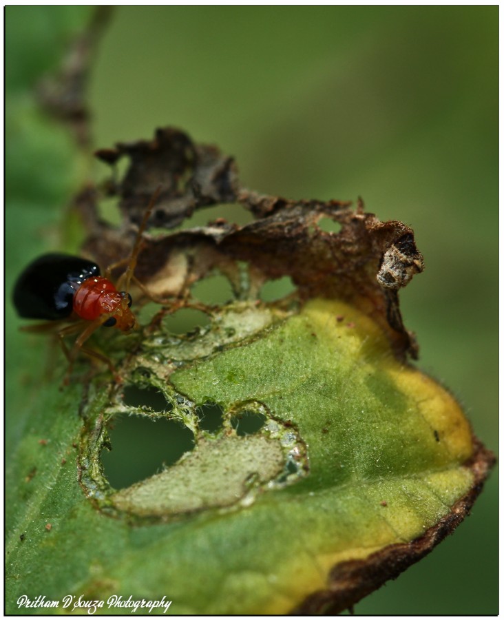 Canon EOS 60D Images Photos: Canon Macro lens photography - Red Pumpkin ...