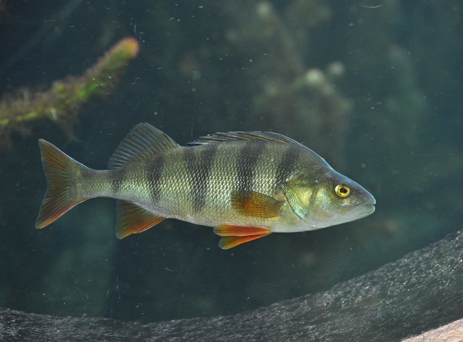 ZOOTOGRAFIANDO (6.057 ANIMALS): PERCA DE RÍO / EUROPEAN PERCH (Perca ...