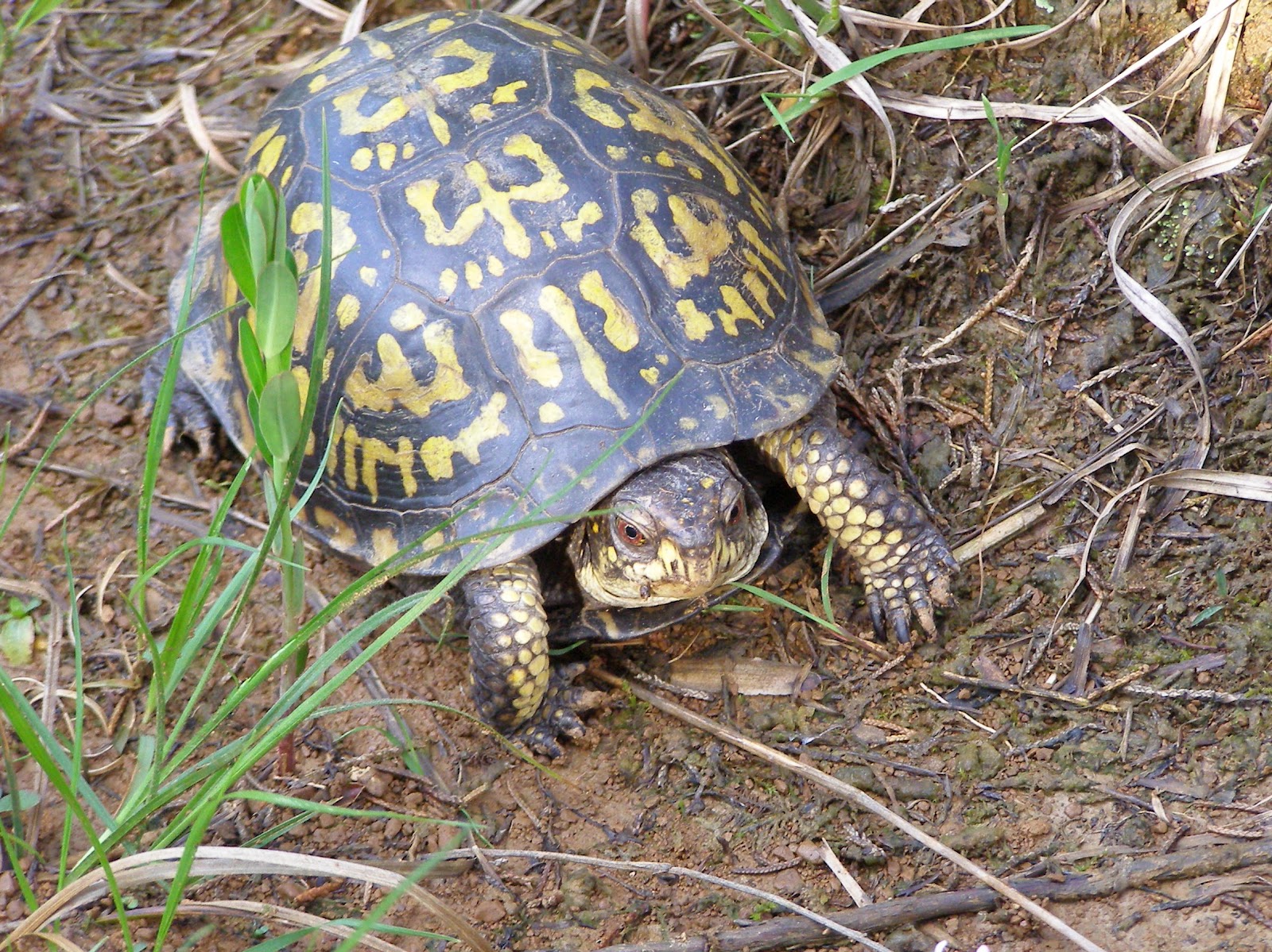 Blue Jay Barrens: Older Box Turtles
