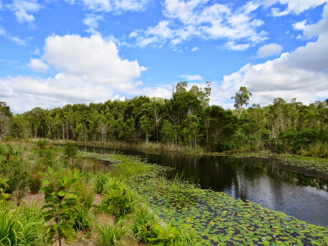 National Park Odyssey: Pelican Forest Track, Pelican Waters, Golden ...