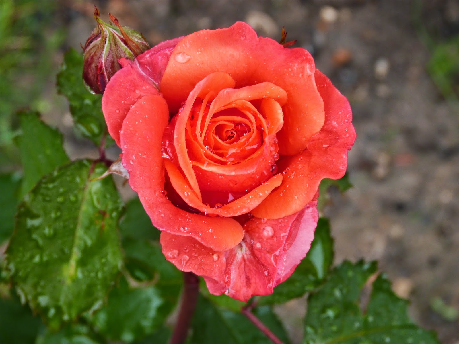 Un jardin, des fleurs: Roses, fraises, framboises... sous la pluie