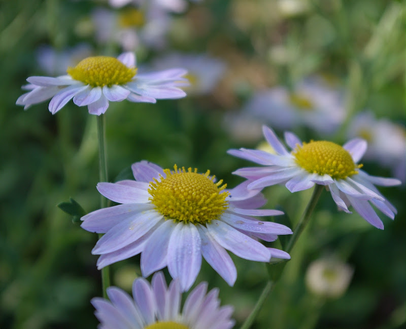 sweetbay: Garden Bloggers' Bloom Day