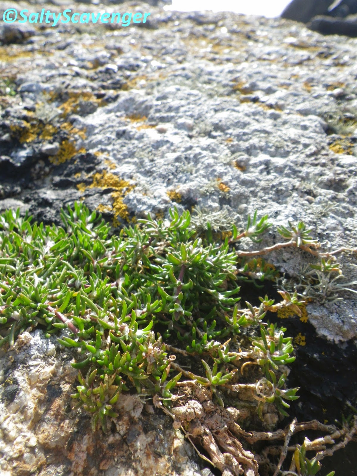 Rock Pooling: Characterising species of the supralittoral zone
