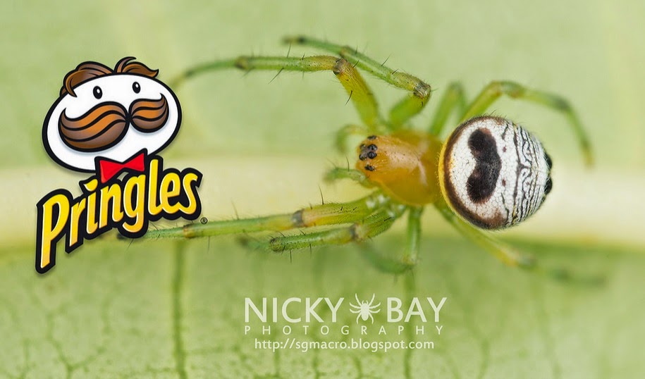 Biologia-Vida: Por essa você não esperava: Aranha "Pringles"! / You did ...
