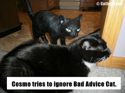 Catladyland: Cats are Funny: It's Hard to Ignore Bad Advice Cat
