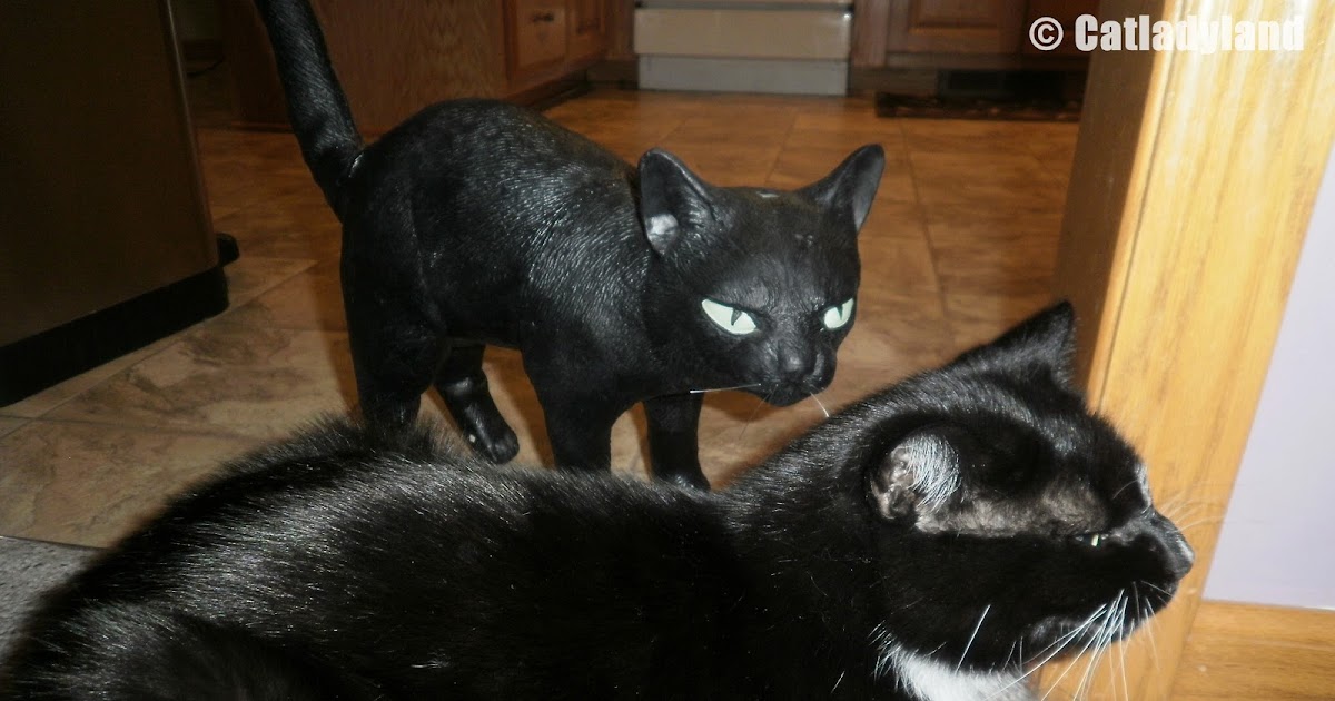 Catladyland: Cats are Funny: It's Hard to Ignore Bad Advice Cat