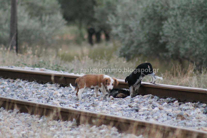 ΓΟΝΙΜΟ-live: ΣΚΥΛΑΚΙΑ ΠΑΝΩ ΑΠΟ ΤΟ ΠΤΩΜΑ ΤΗΣ ΜΑΝΑΣ ΤΟΥΣ ΠΟΥ ΤΗΝ ΣΚΟΤΩΣΕ ...