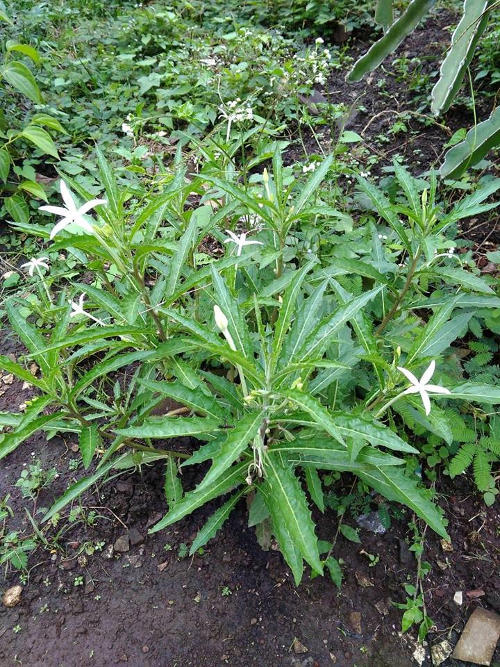 46+ Baru Bunga Kitolod, Gambar Bunga