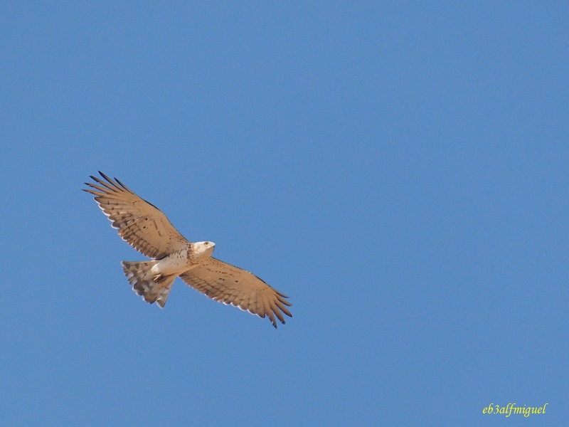 Miguel fotografia: Joven de Culebrera europea (Circaetus gallicus)