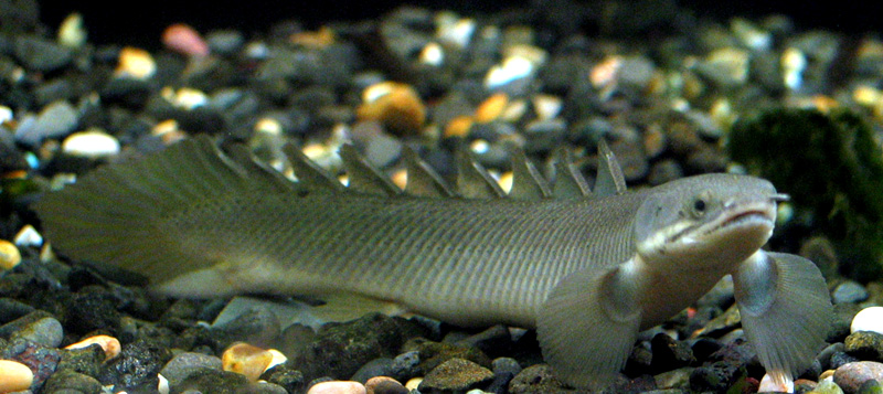Mania de Aquário: Polypterus sp.