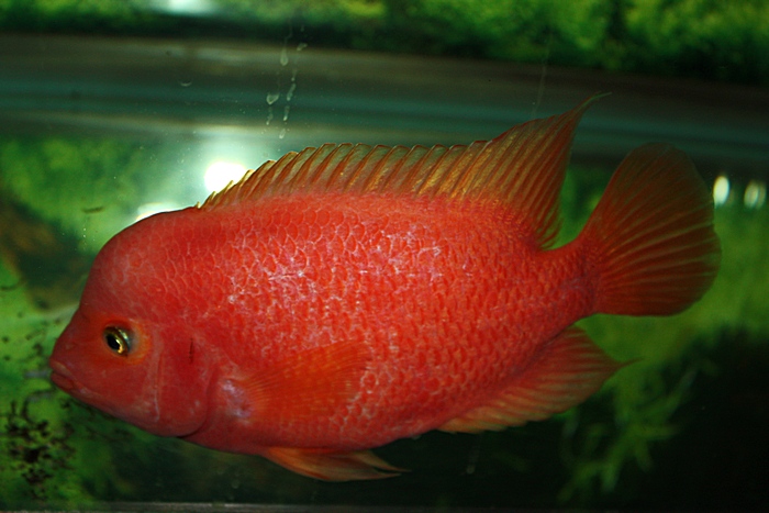 Flowerhorn The Hybrid Cichlids: Red Monkey Flowerhorn