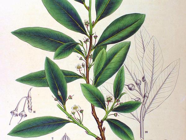 Asia Policy Point: What is a Masakaki Offering?