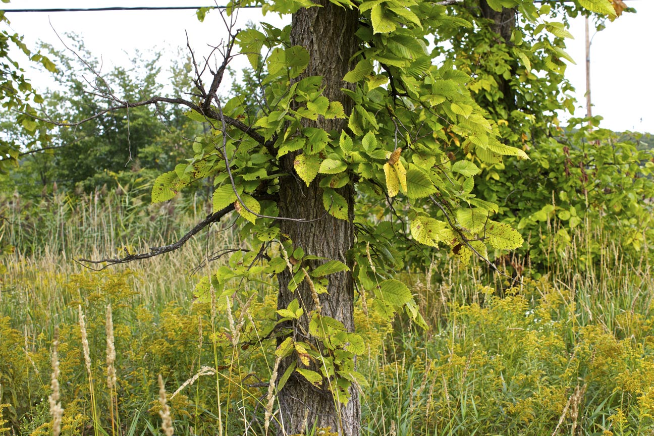Flora Urbana: L'orme liège, Ulmus thomasii (FFU-2012)