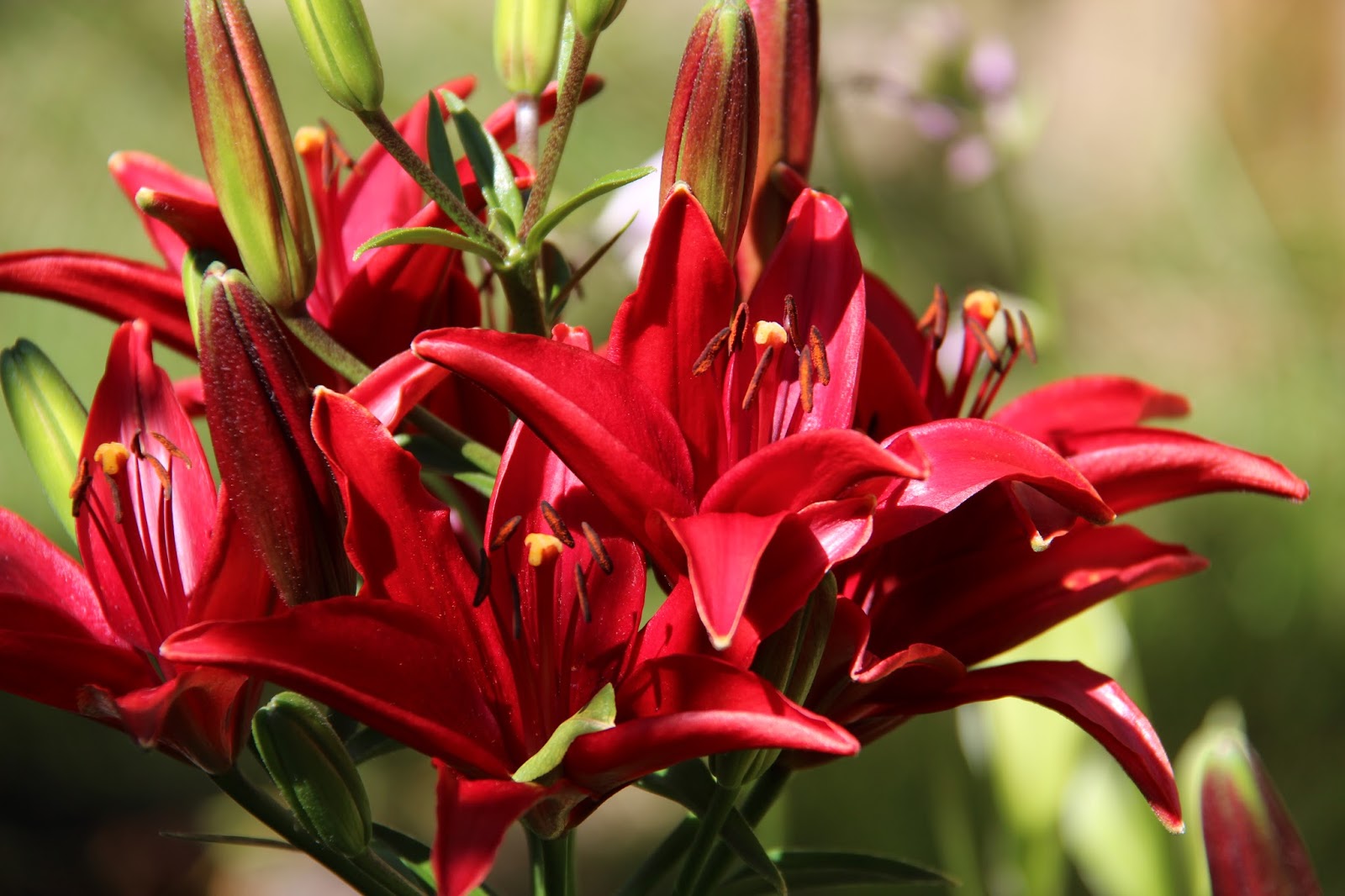 Les jardins partout: Tiny Ghost Dwarf Asiatic Lily/Lis