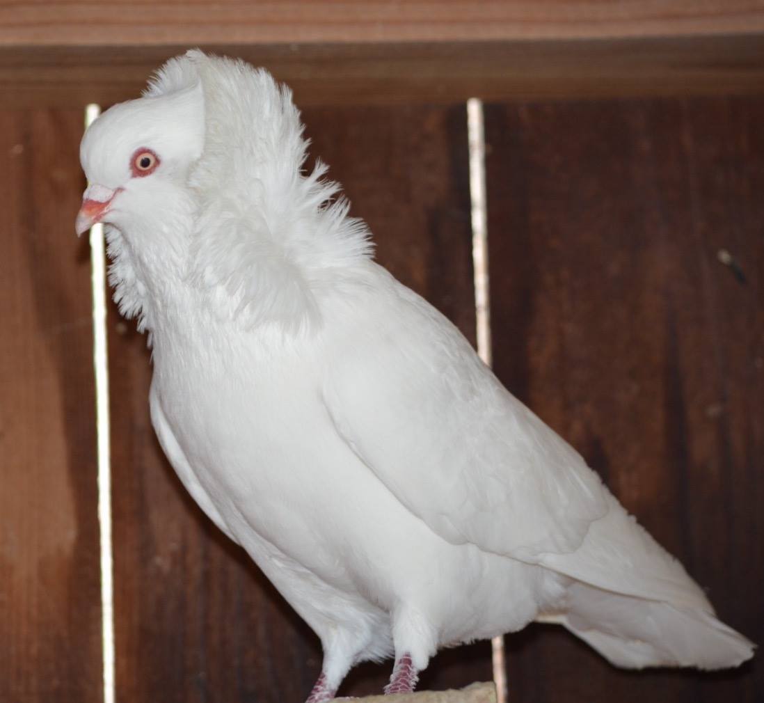 World of Pigeons and Doves: Old Dutch Capuchine ( Altholländischer ...