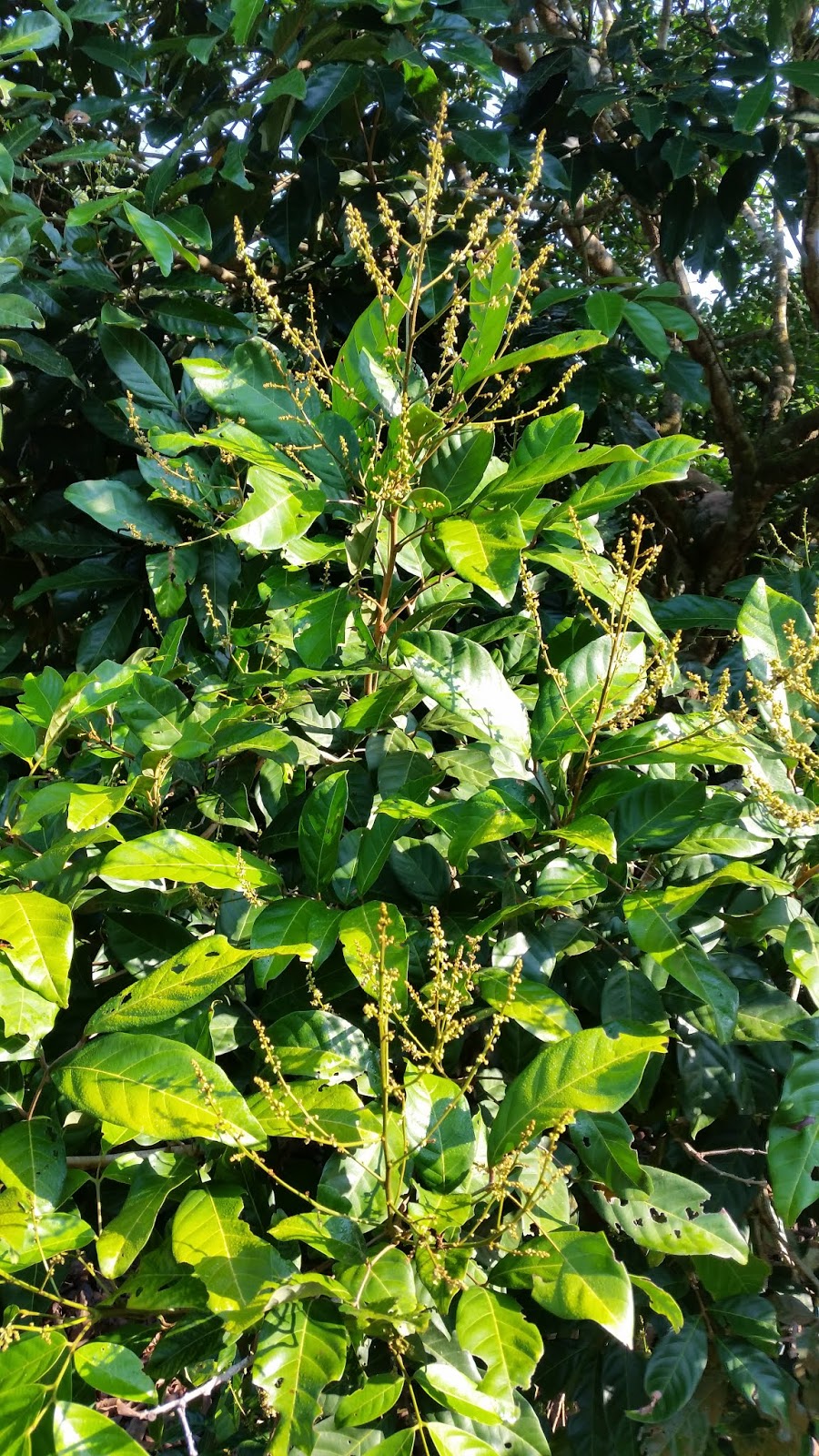 Warisan Petani: Pokok Rambutan Mula Berbunga