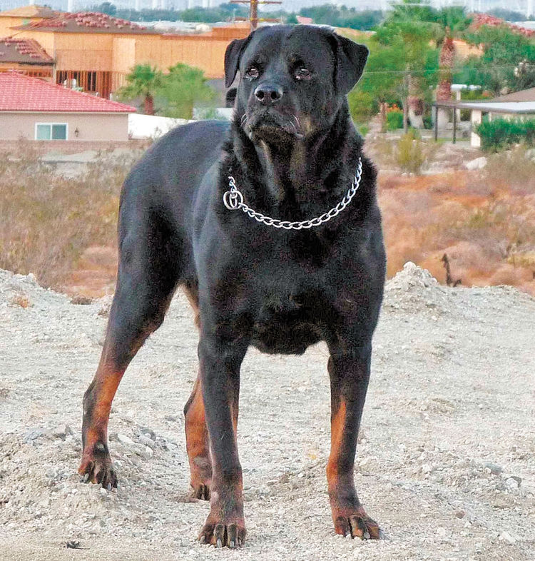 Fotos Estas son las 12 razas de perros peligrosos que se quiere ...