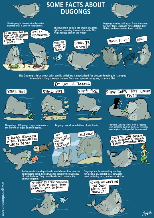Green Humour: Some Facts about Dugongs