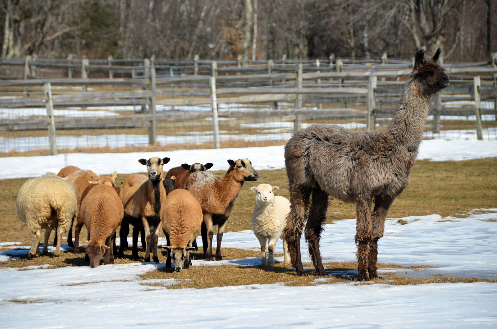 Butterscotch Farm: Breed Profile #1: Llamas