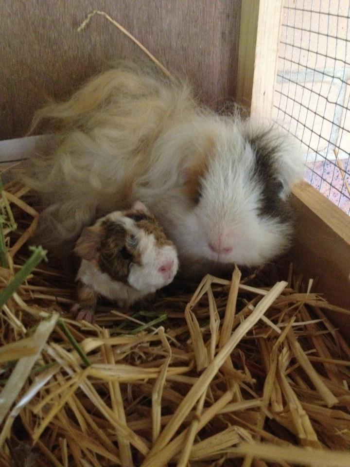 All Things Guinea Pig: Sad news and Beautiful news