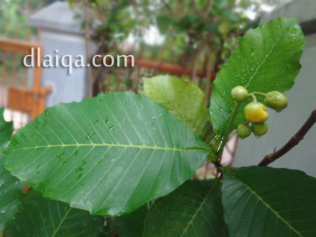 d'Laiqa Arena: Simpur Air (Simpor Bini)