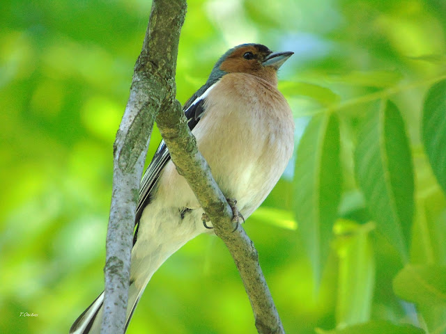 PASARI DIN ROMANIA: CINTEZA, Fringilla coelebs