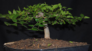 LENNARD'S BONSAI BEGINNINGS.: 05/26/12