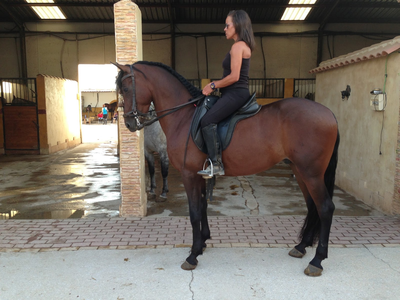 Caballos en Campo Real: Nuevos caballos en venta