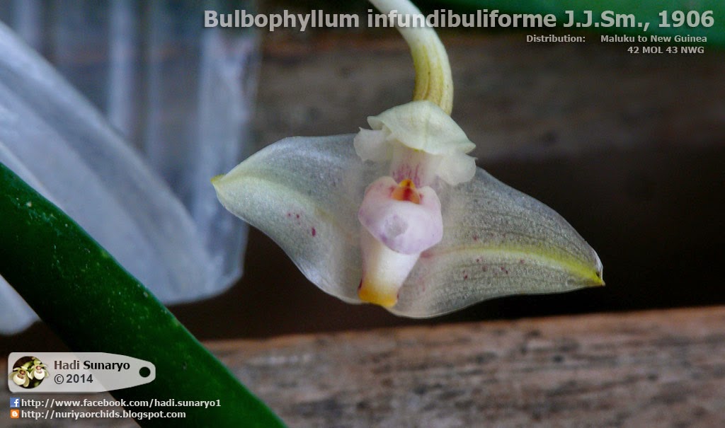 Hadi Orchids (Nuriya Orchids): Bulbophyllum infundibuliforme J.J.Sm ...
