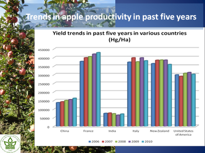 Farmers Club: Apple Tree: High Density Apple Plantations: Why?