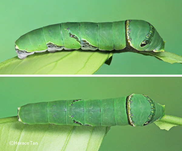 Butterflies of Singapore: Life History of the Common Mormon