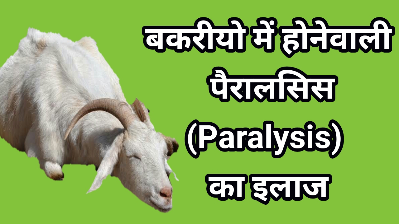 Paralysis Treatment In Goat And Sheep - Goat Farming