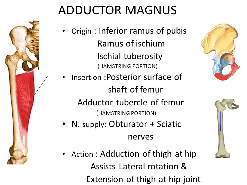 The Adductor Magnus Muscle 094