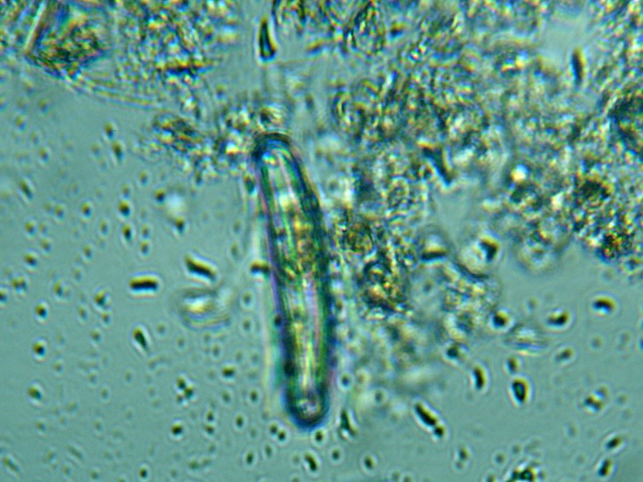 Découverte du monde microscopique. 2014 notre retour!: Découverte 2