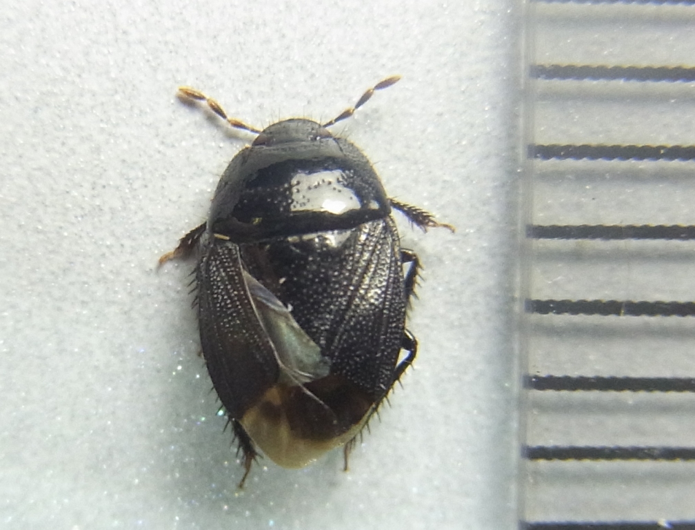 昆虫親父日記: ヒメツチカメムシ？まさかヒメツヤツチカメムシ？