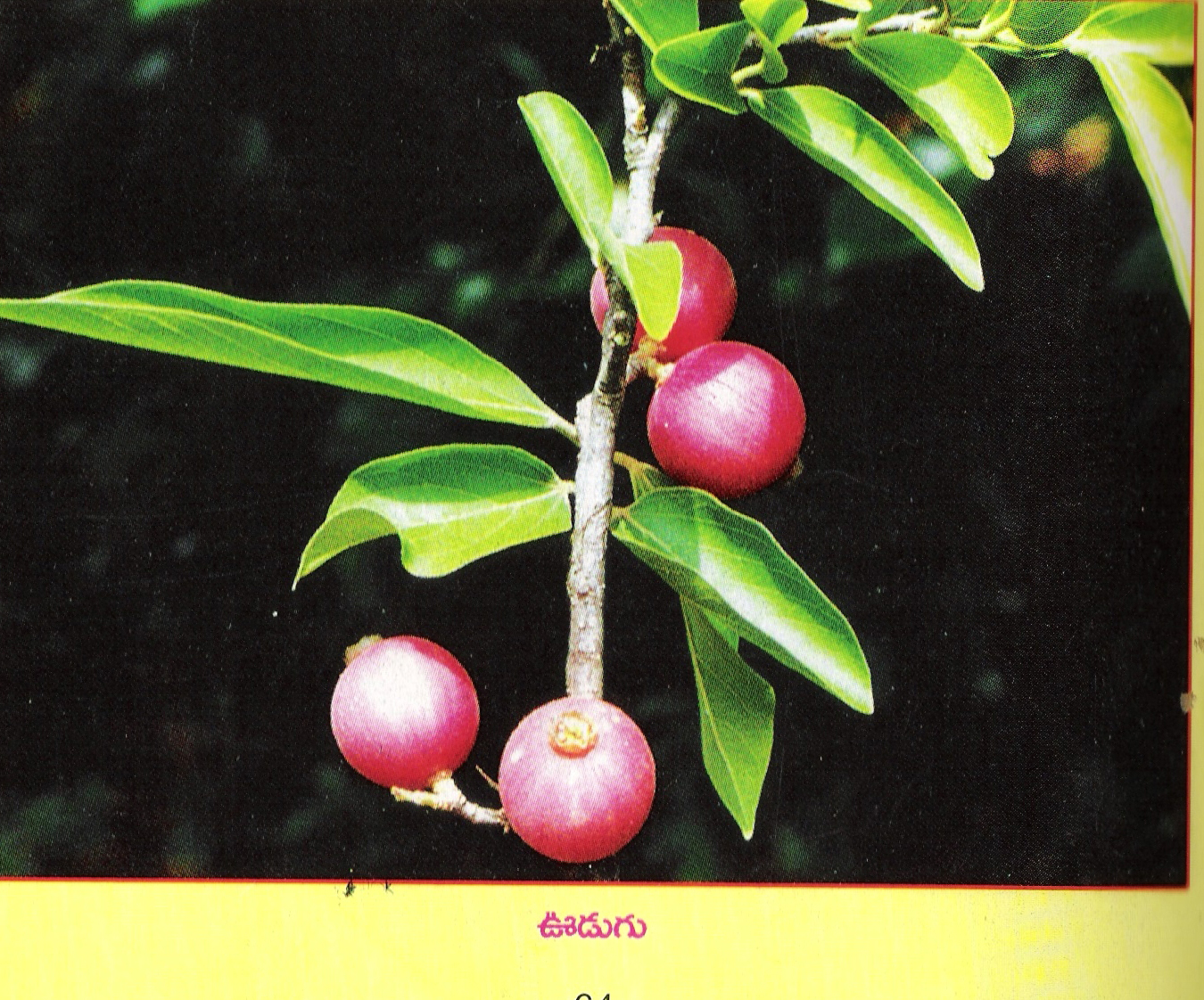 ayurveda: ayur plants