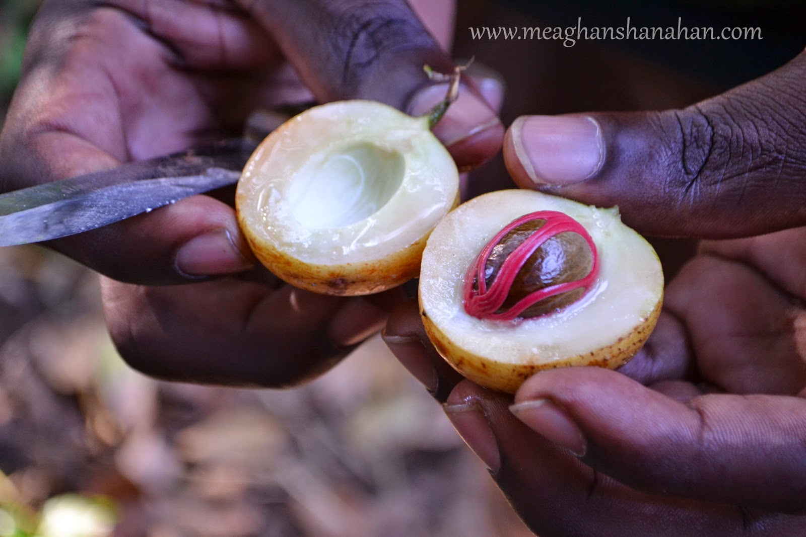 Meaghan the Mzungu: Exotic Adventures: Welcome to Zanzibar!