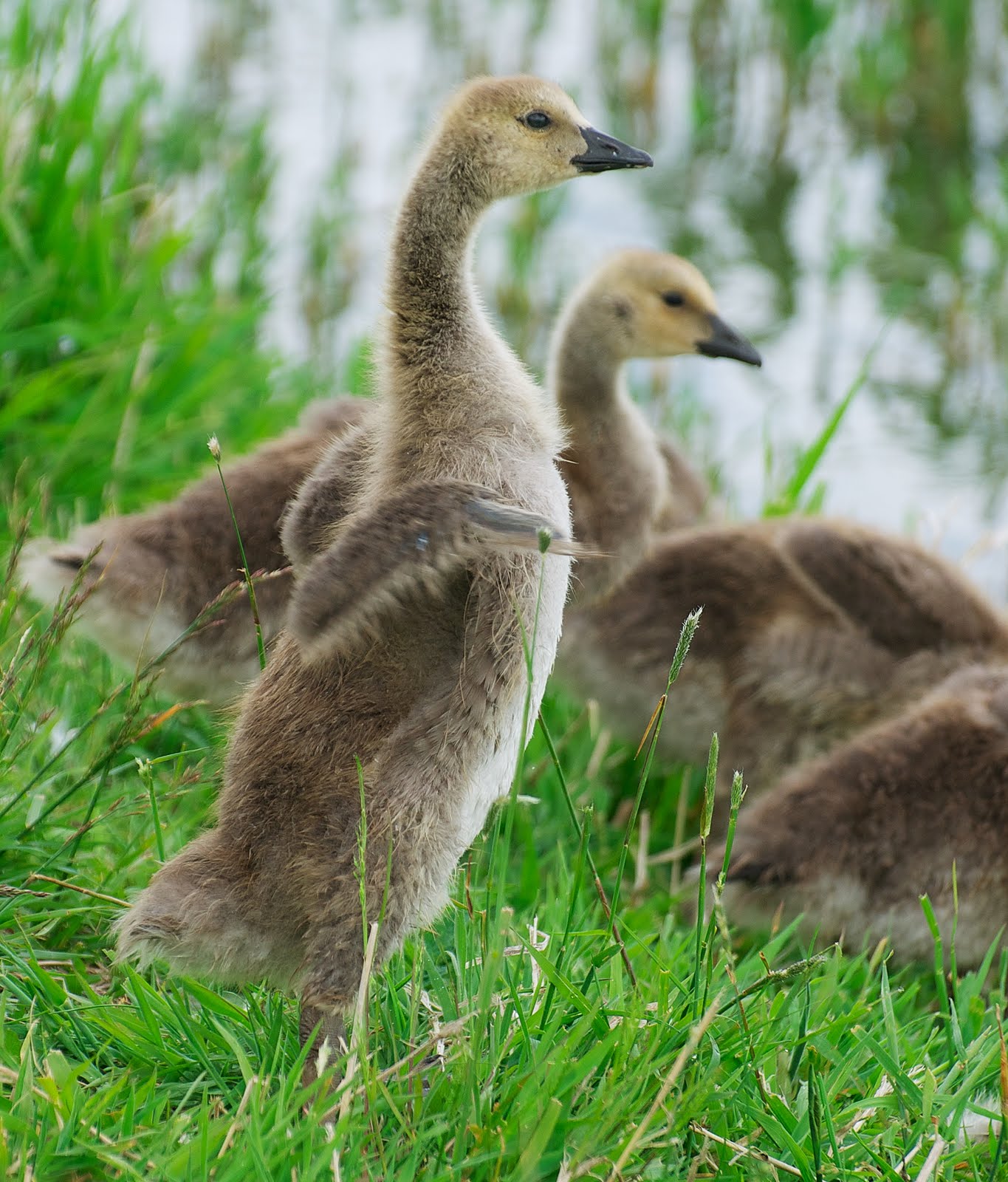 NW Bird Blog: Canada Goose - A Whole Lot of Flapping
