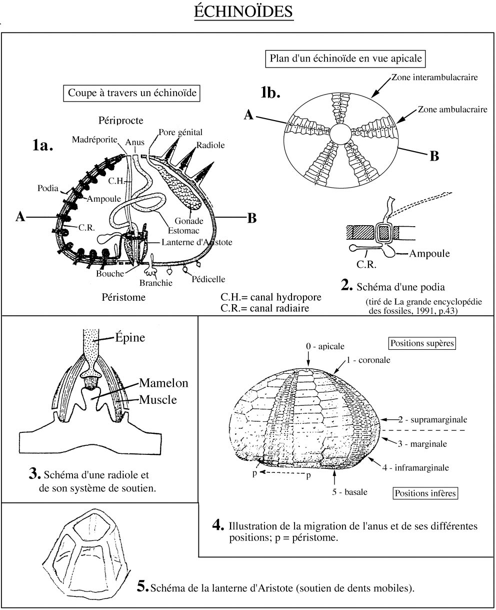 FOSSILES DE CHARENTE-MARITIME ET AUTRES ORIGINES: Morphologie des ...