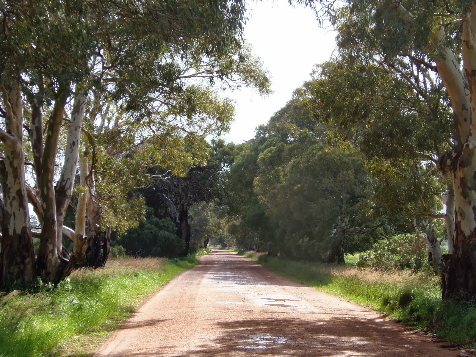 Solo Steve On The Road: SHERINGA BEACH to MT DUTTON BAY SA