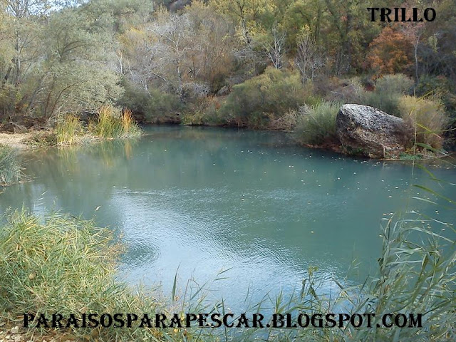 PARAÍSOS PARA PESCAR: TRILLO