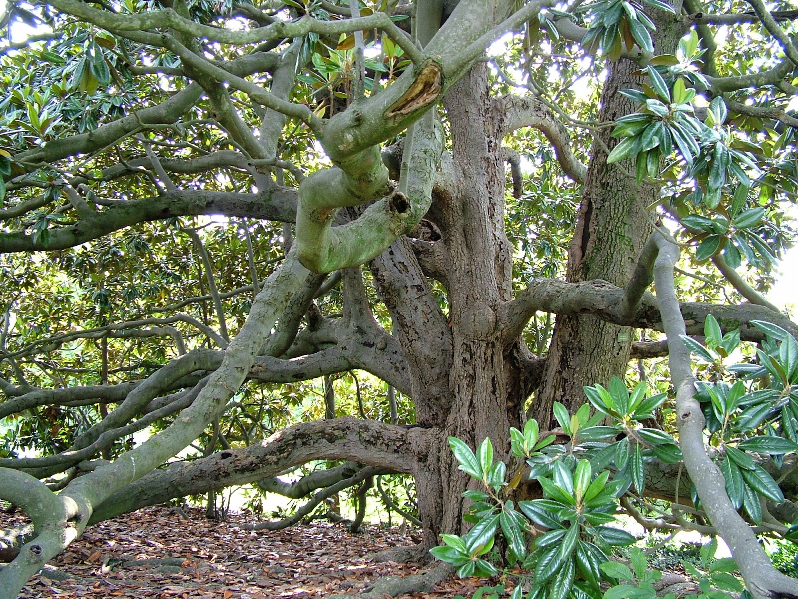 gardens@duke: Witnesses to History: The Trees of Duke Gardens
