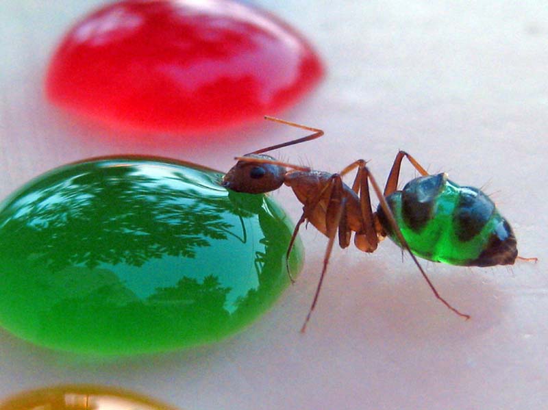 Pictures Media: Multi Colored Ants