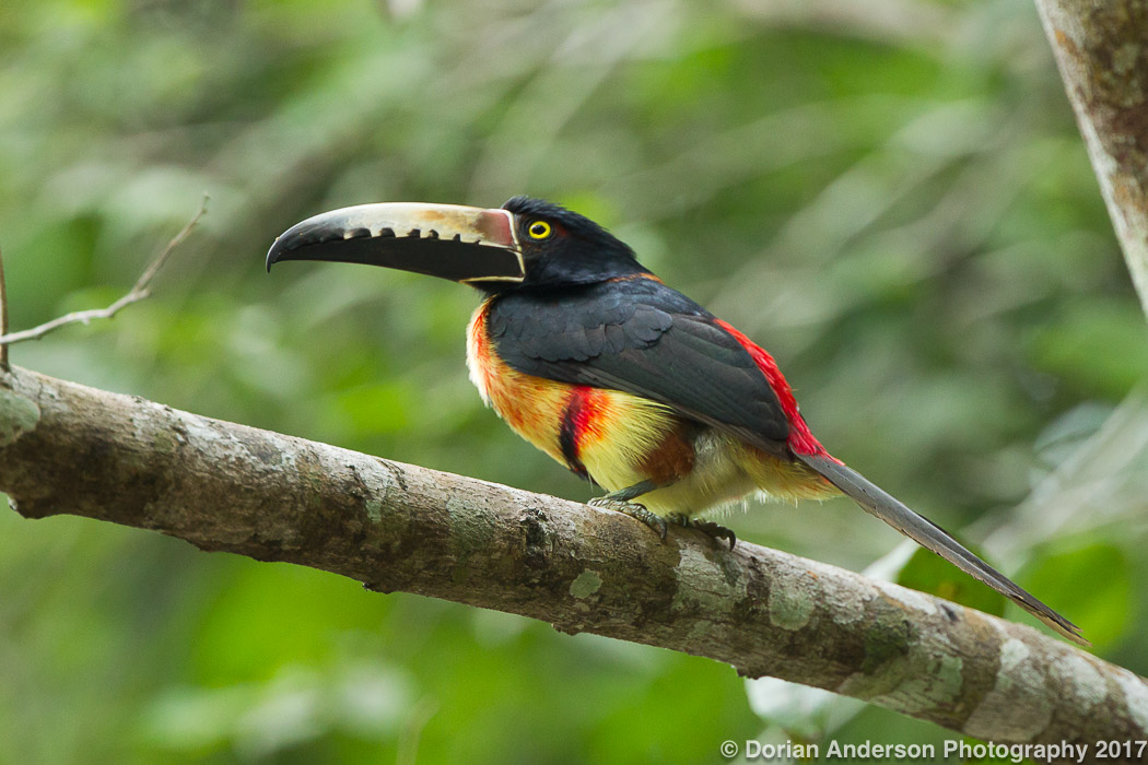 The Speckled Hatchback: Post #100 - Guatemala, Part 2 (of 4) - Petén ...