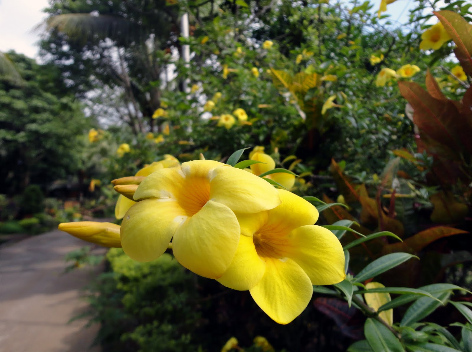 vt1rider: Yellow Bell